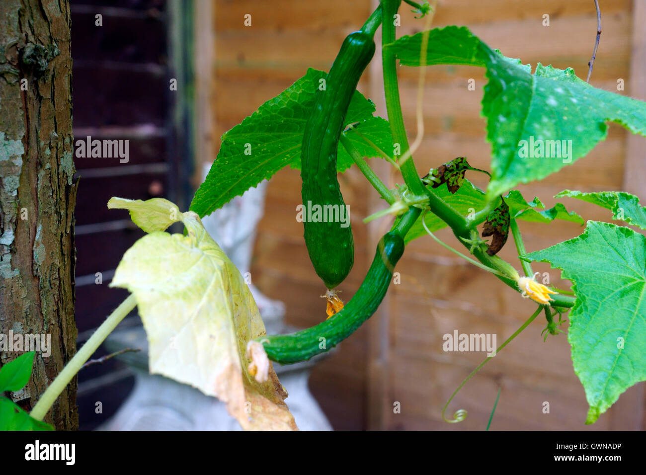 Cucumbers uk garden hi-res stock photography and images - Alamy
