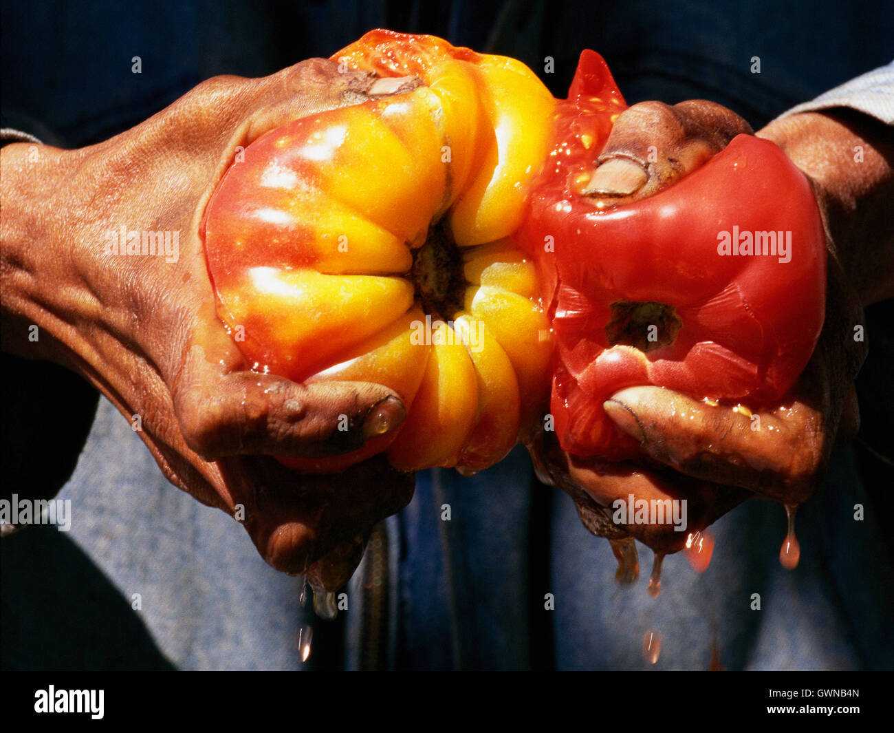 Heirloom tomatoes squeezed through dirty hands Stock Photo - Alamy