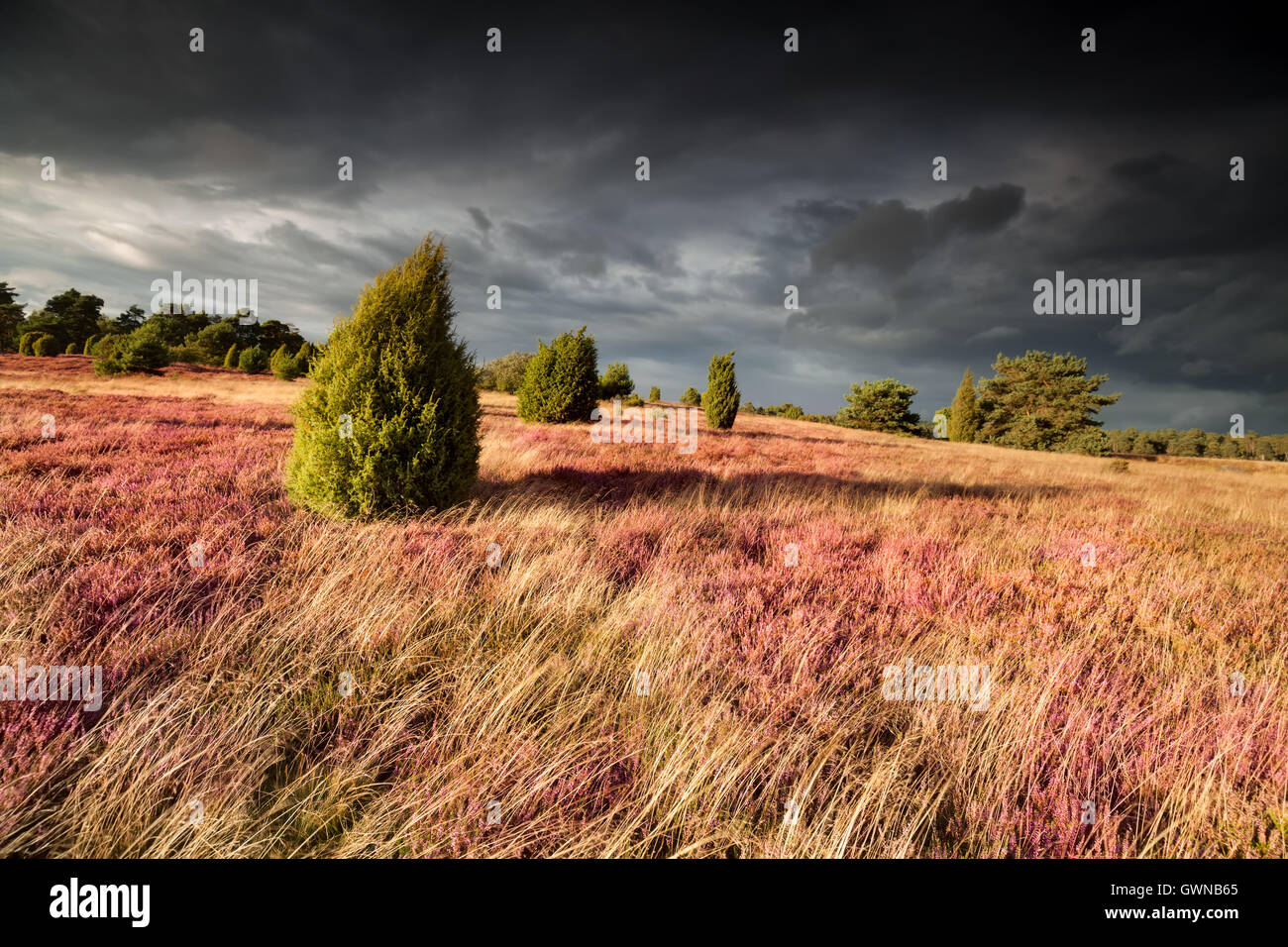 shadows juniper trees on hill with heather, Germany Stock Photo - Alamy