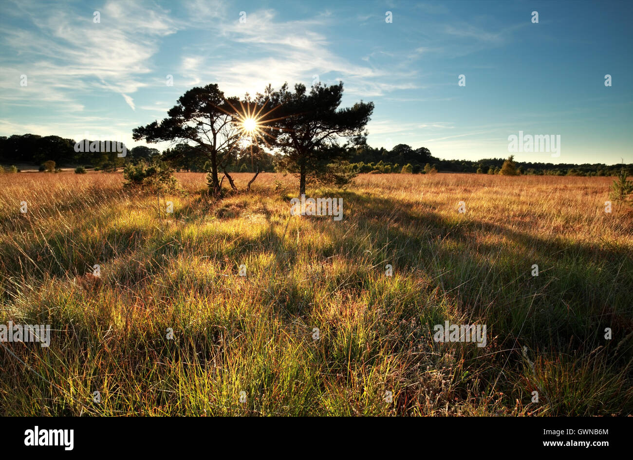 sunbeams behind pine trees on marsh Stock Photo - Alamy