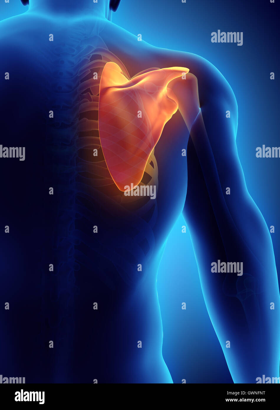 3D illustration of Scapula - Part of Human Skeleton Stock Photo - Alamy