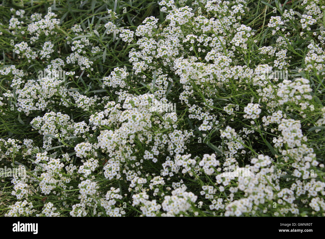 Focus on nature flowers hi-res stock photography and images - Alamy