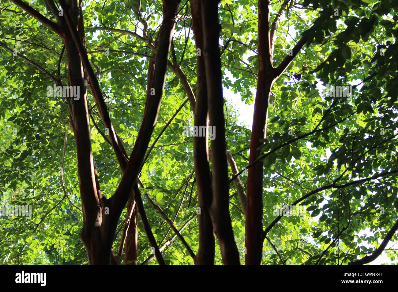 Sun shining through tree Stock Photo - Alamy