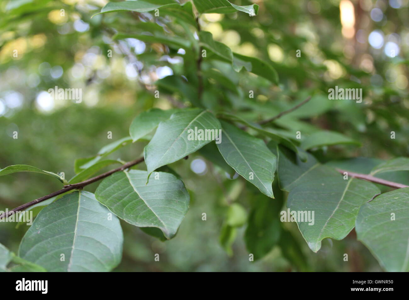 Limbs of tree Stock Photo - Alamy