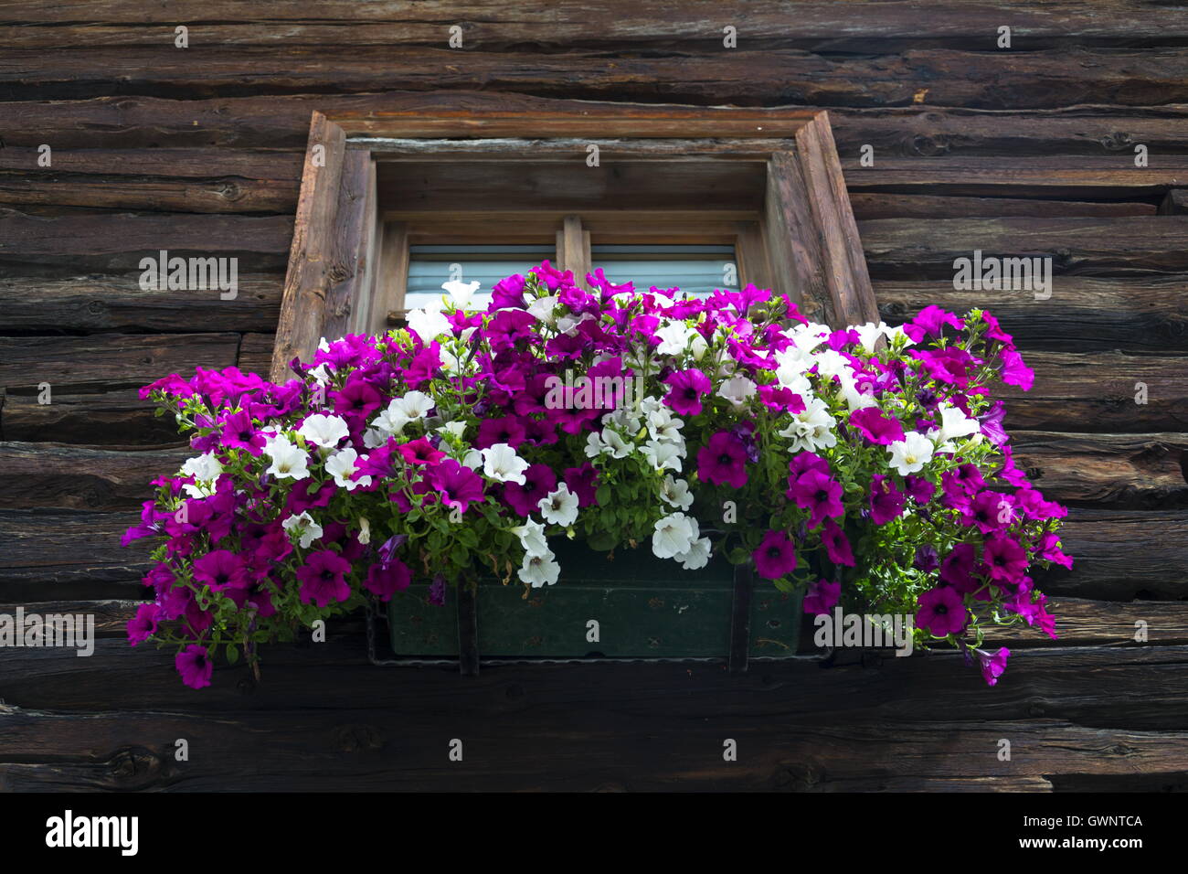 White and violet flowers covering window of wooden log cabin Stock ...