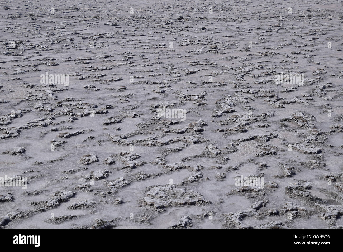 The crust of salt on the bottom of the curative mud dry lake. The ...