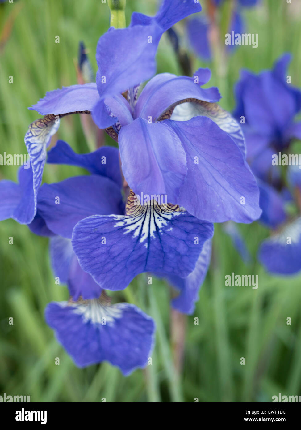 Blue irises hi-res stock photography and images - Alamy