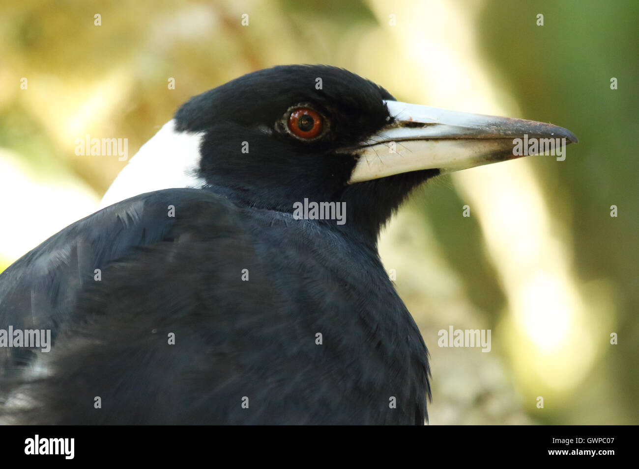 Portrait of a magpie hi-res stock photography and images - Alamy