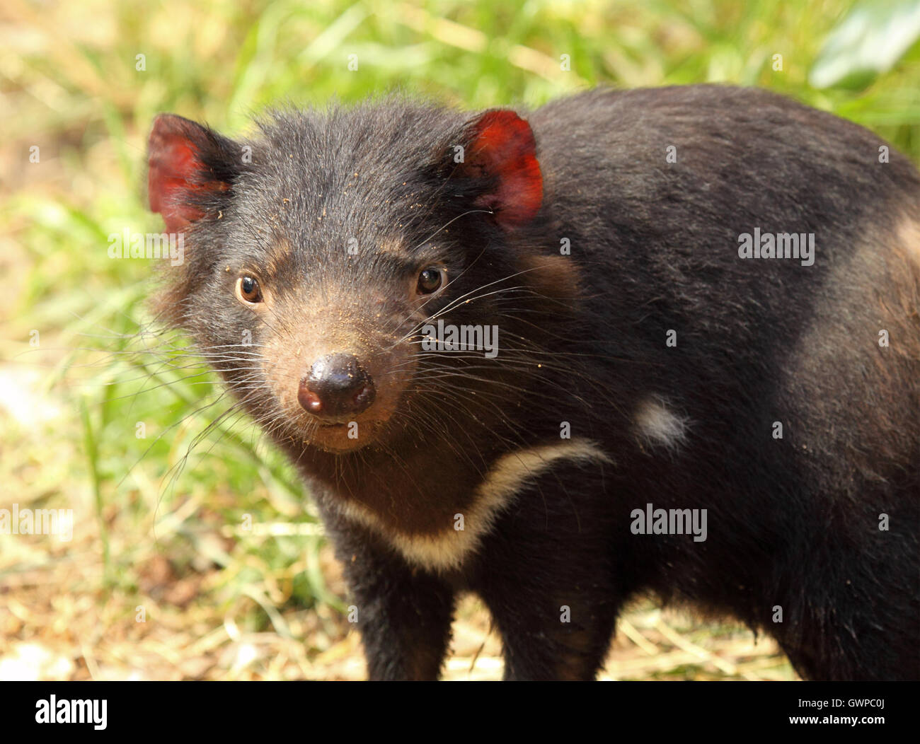 A Tasmanian Devil hunched up Stock Photo - Alamy