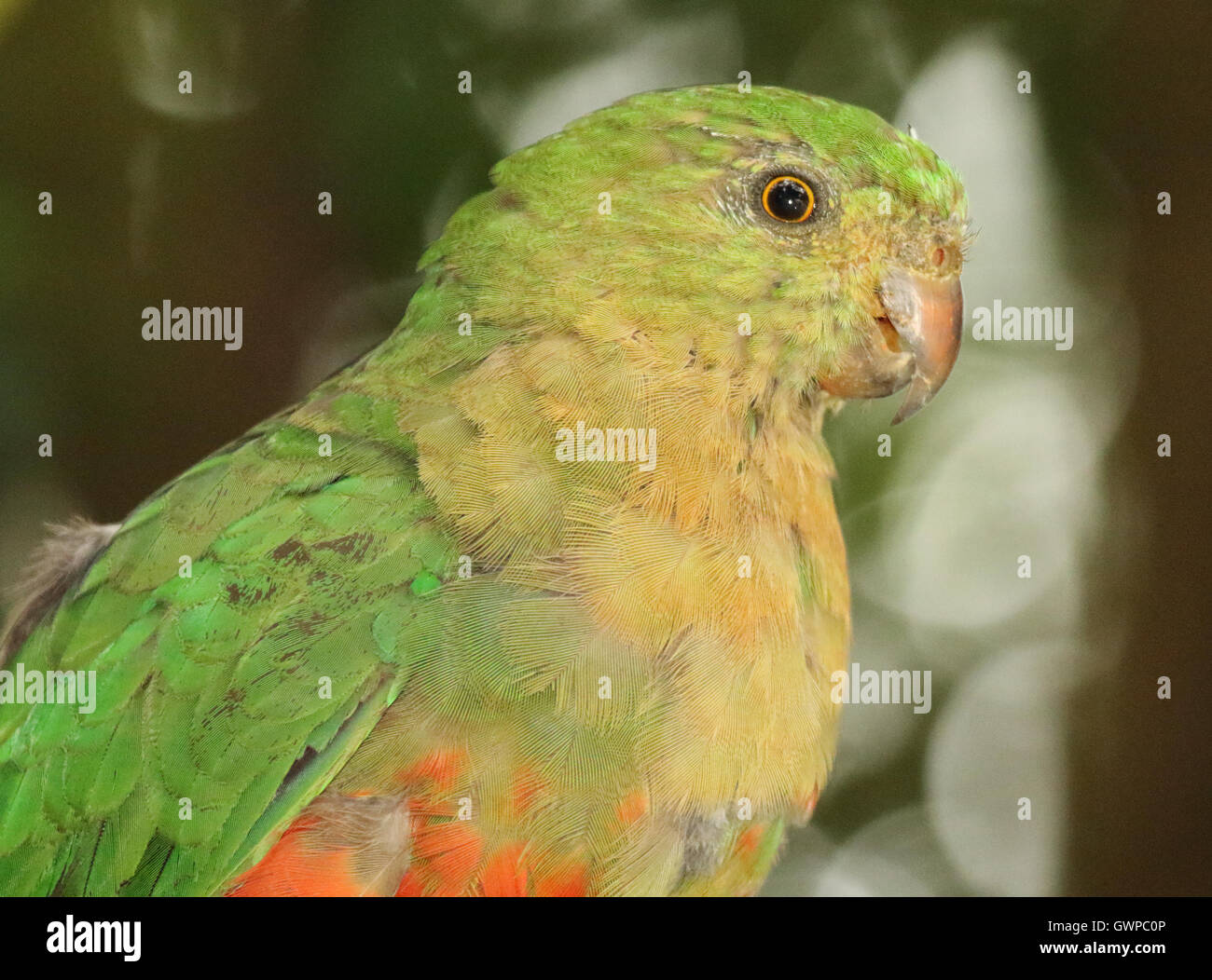 A portrait of a King Parrot Stock Photo - Alamy