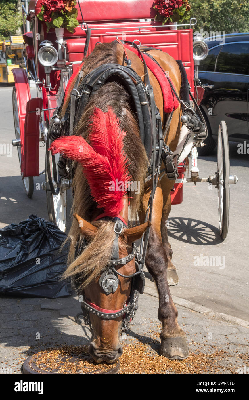 Handsome horse cab hi-res stock photography and images - Alamy