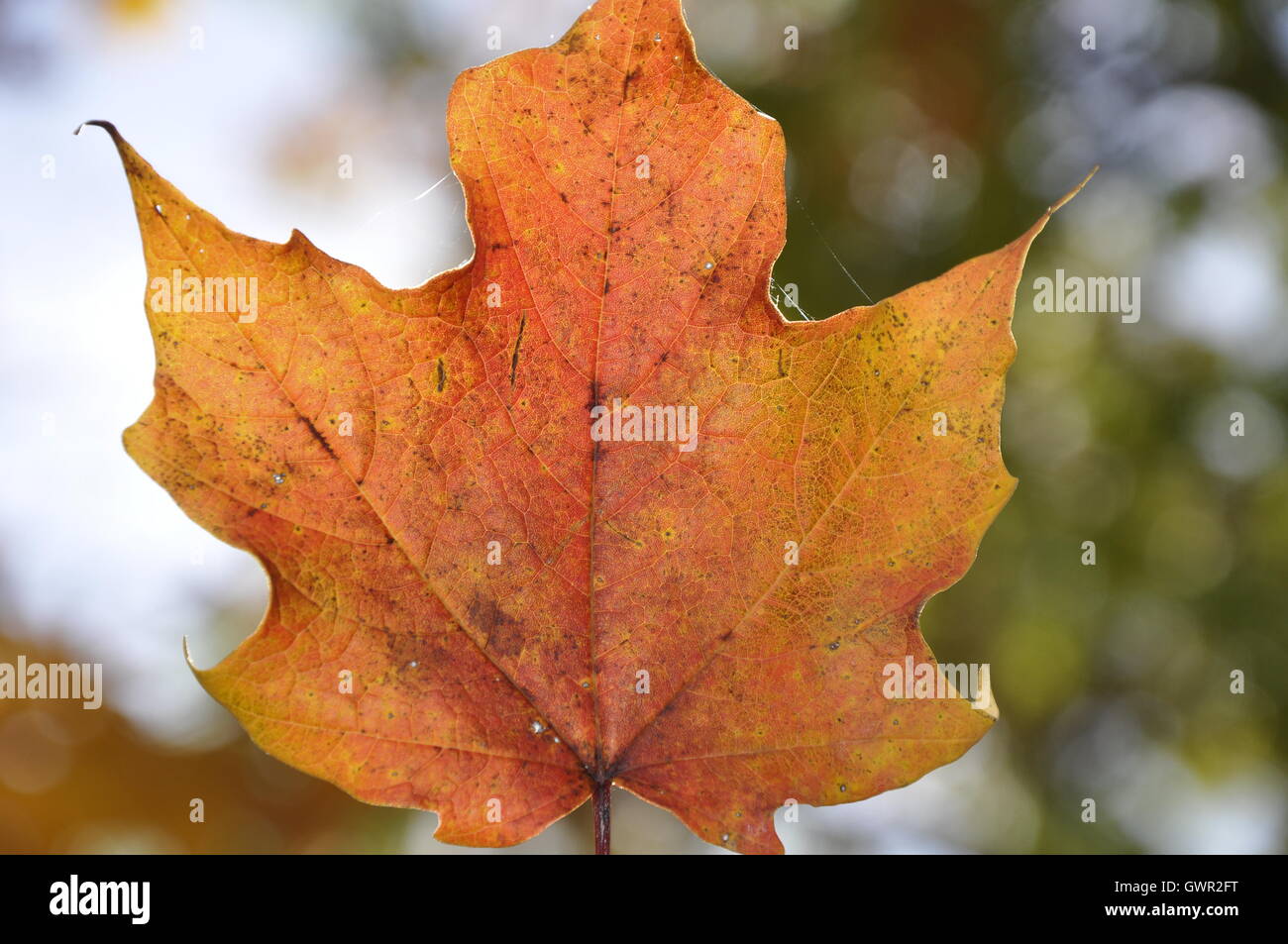 Rotting away hi-res stock photography and images - Alamy