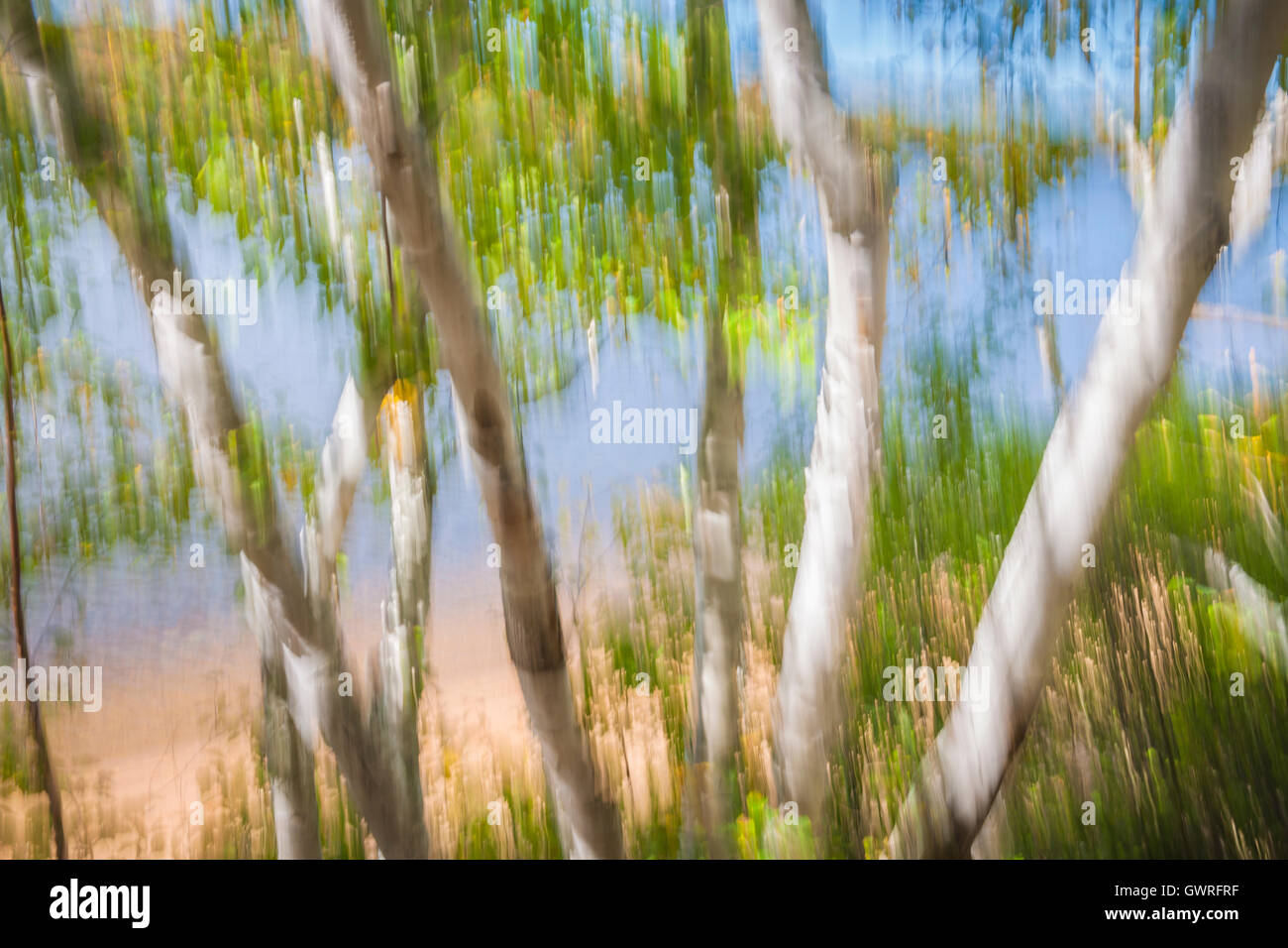 Summer birch trees hi-res stock photography and images - Alamy