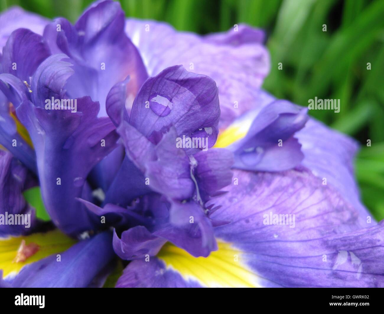 Frilly flower hi-res stock photography and images - Alamy