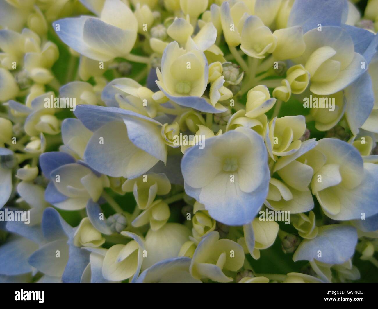 Cream and blue hydrangea close-up Stock Photo - Alamy