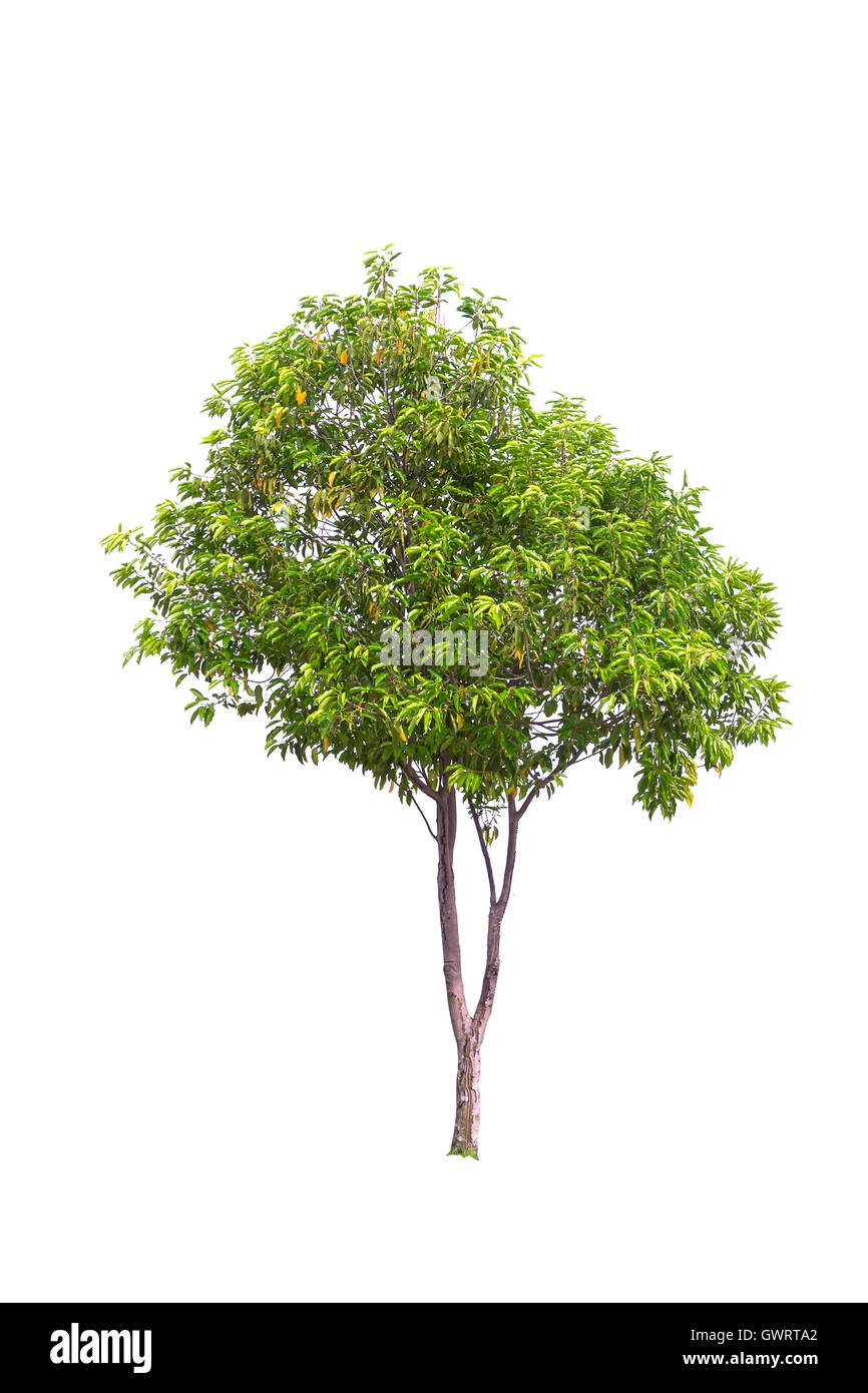 Tree isolated on white background Stock Photo - Alamy