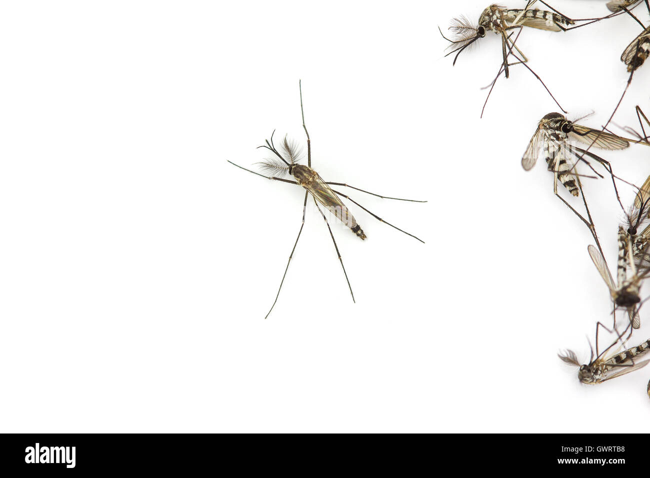 Close up Mosquito isolated on white background, Top view Stock Photo ...