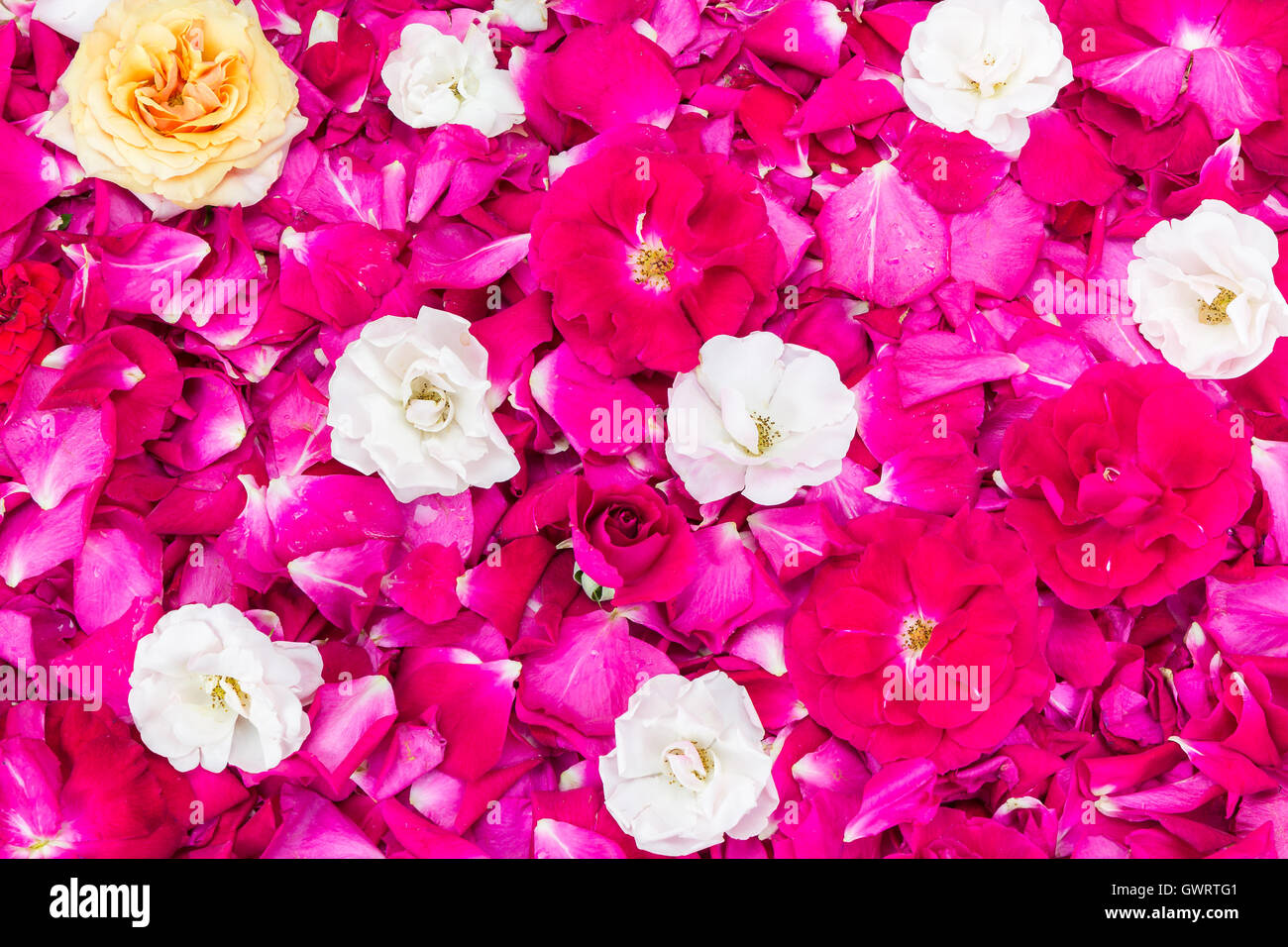 Colorful rose petals background Stock Photo - Alamy