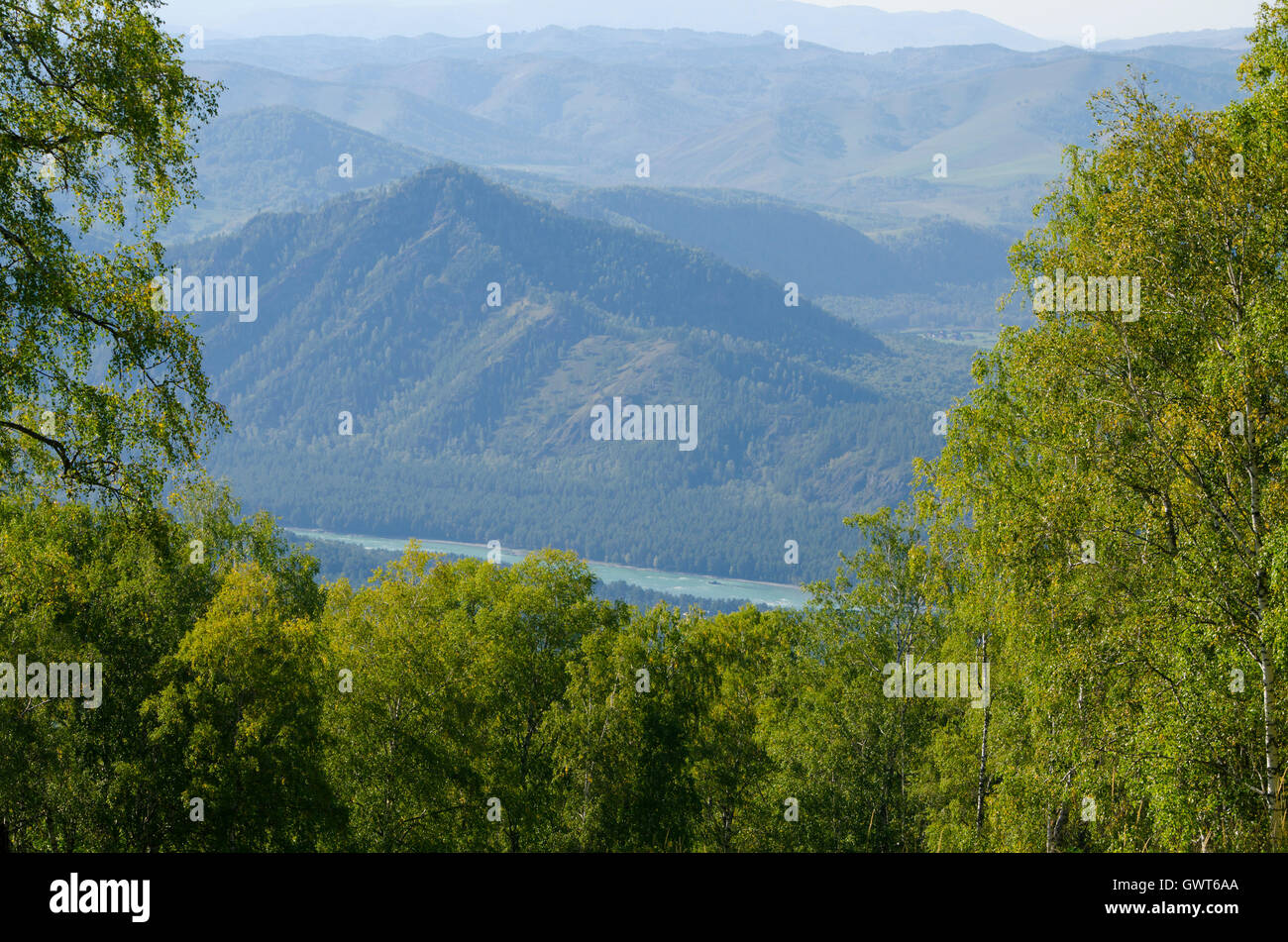 Altai trees hi-res stock photography and images - Alamy