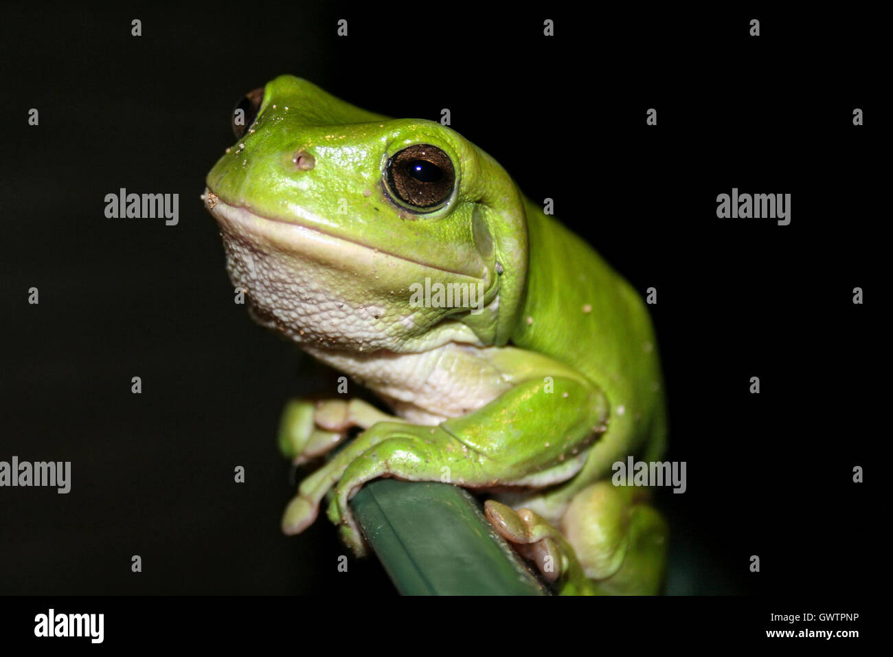 Green tree frog smiling at camera Stock Photo - Alamy