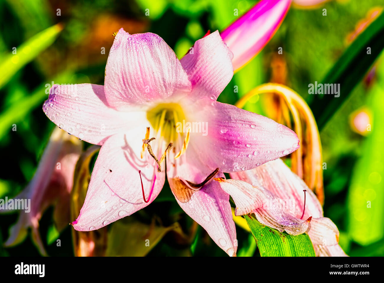 Lily floral hi-res stock photography and images - Alamy