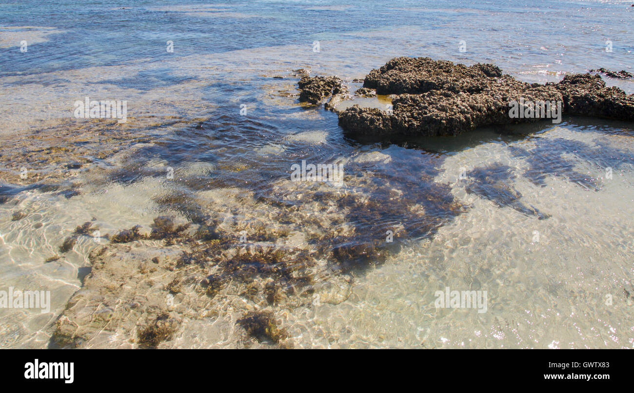 Closeup of the beach reef with underwater vegetation in the rocky tide ...