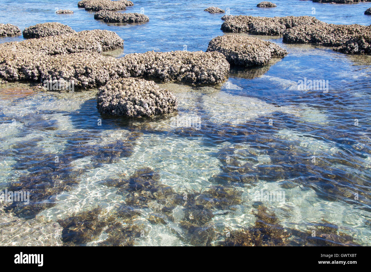 Underwater rocky reef australia hi-res stock photography and images - Alamy