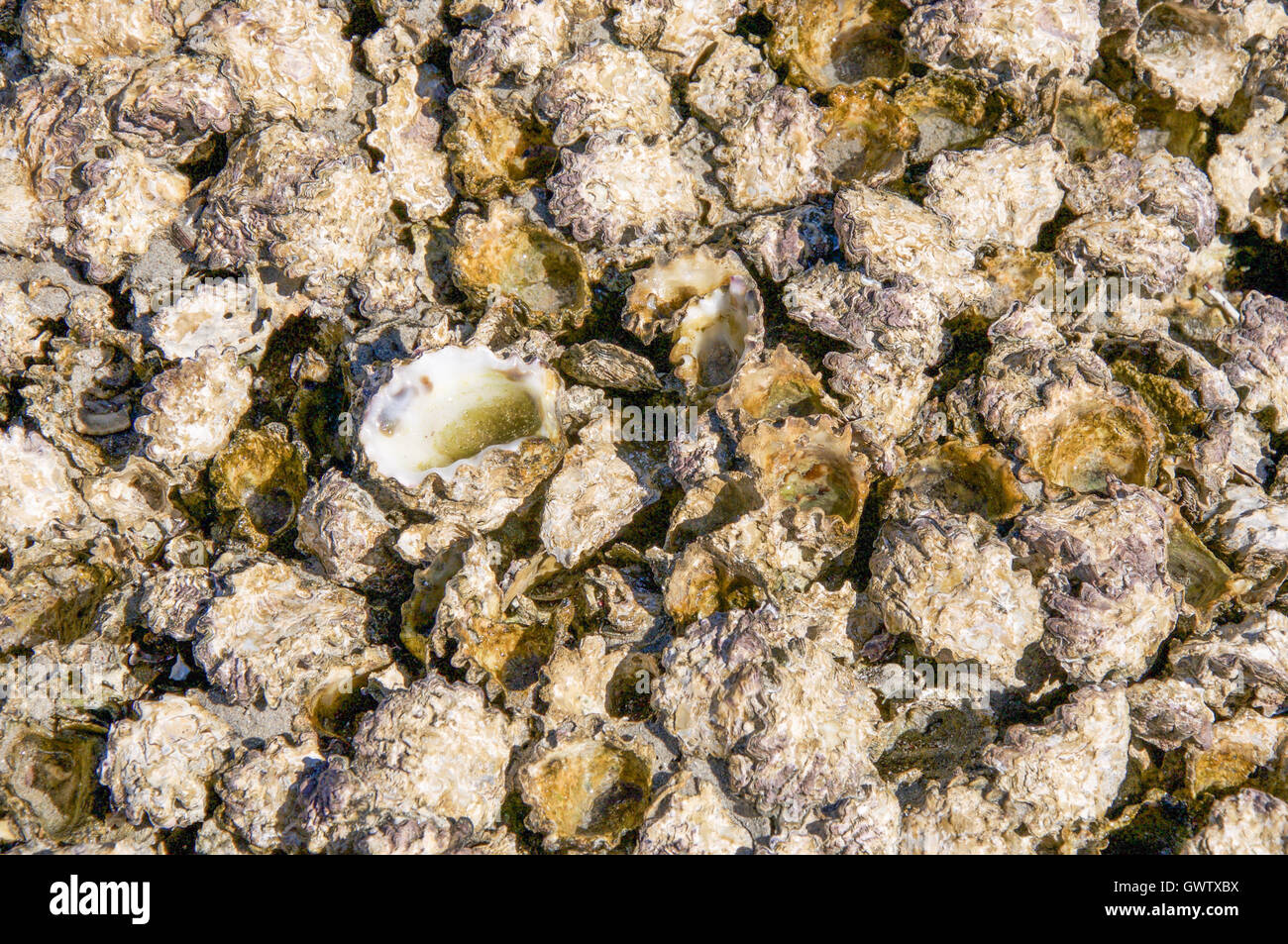 Closeup of the dense textured shell covering on the tide pools at Blue ...