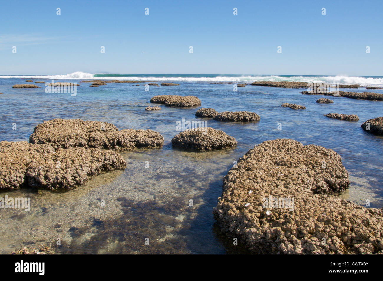 Shell,coral and sea life in the tide pools at Blue Holes Beach on the ...