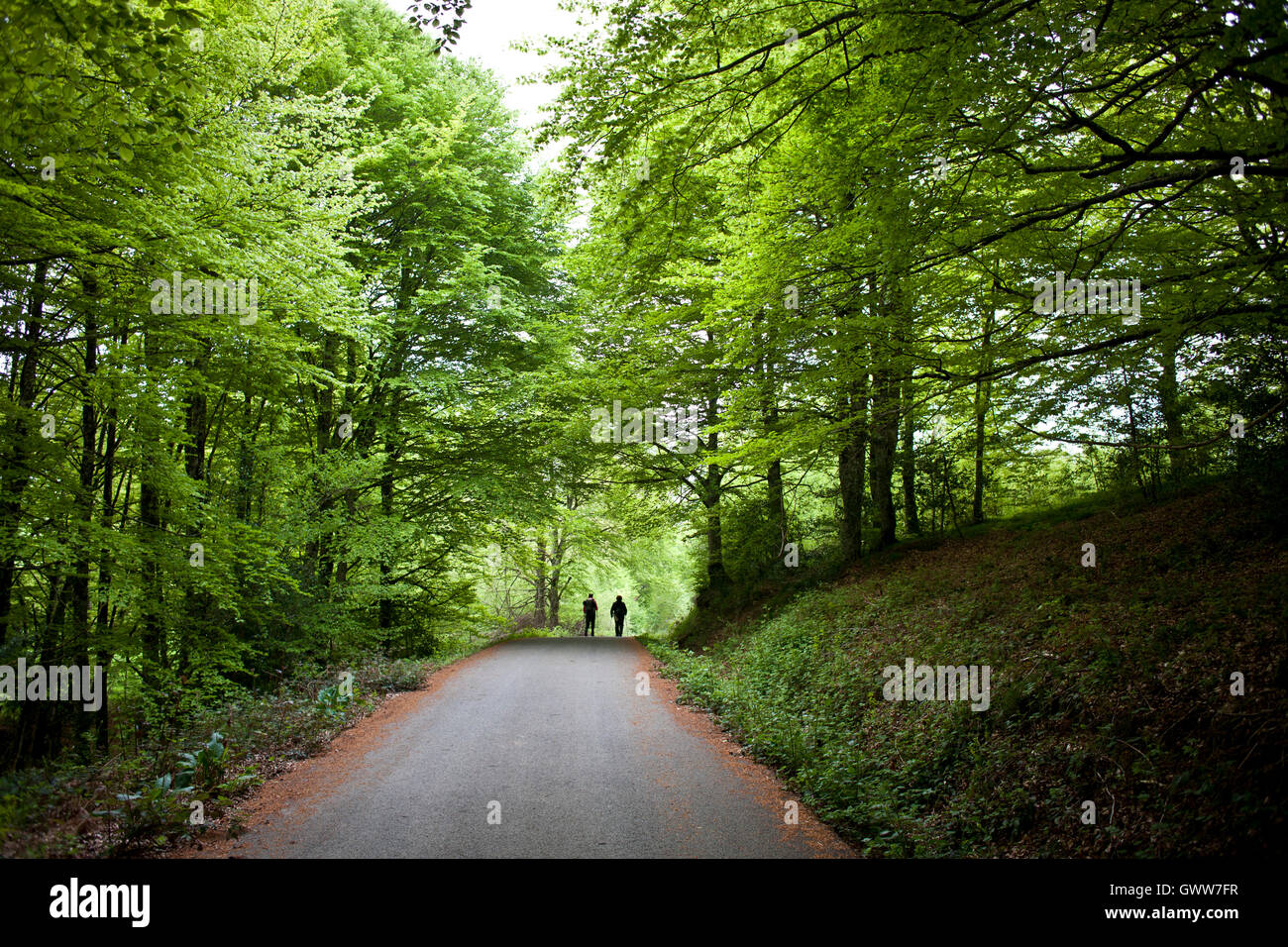 Two pilgrims walk along a forest road, Camino de Santiago, route ...