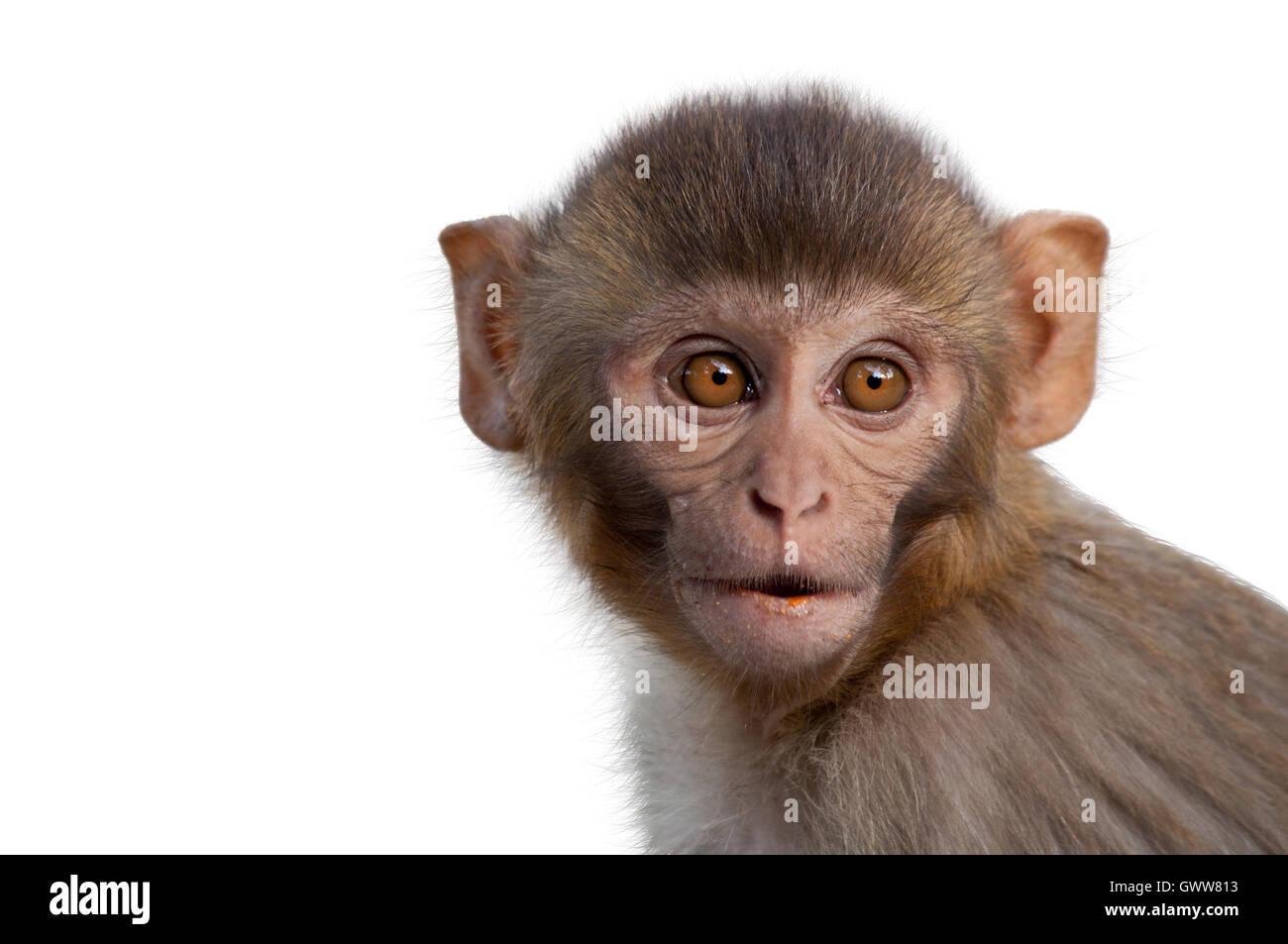 Macaque's head isolated on white background. Expression of fear and ...