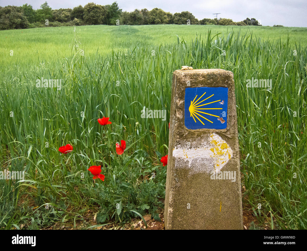 Pilgrim marker next to red poppies in a wheat field along the Camino de ...