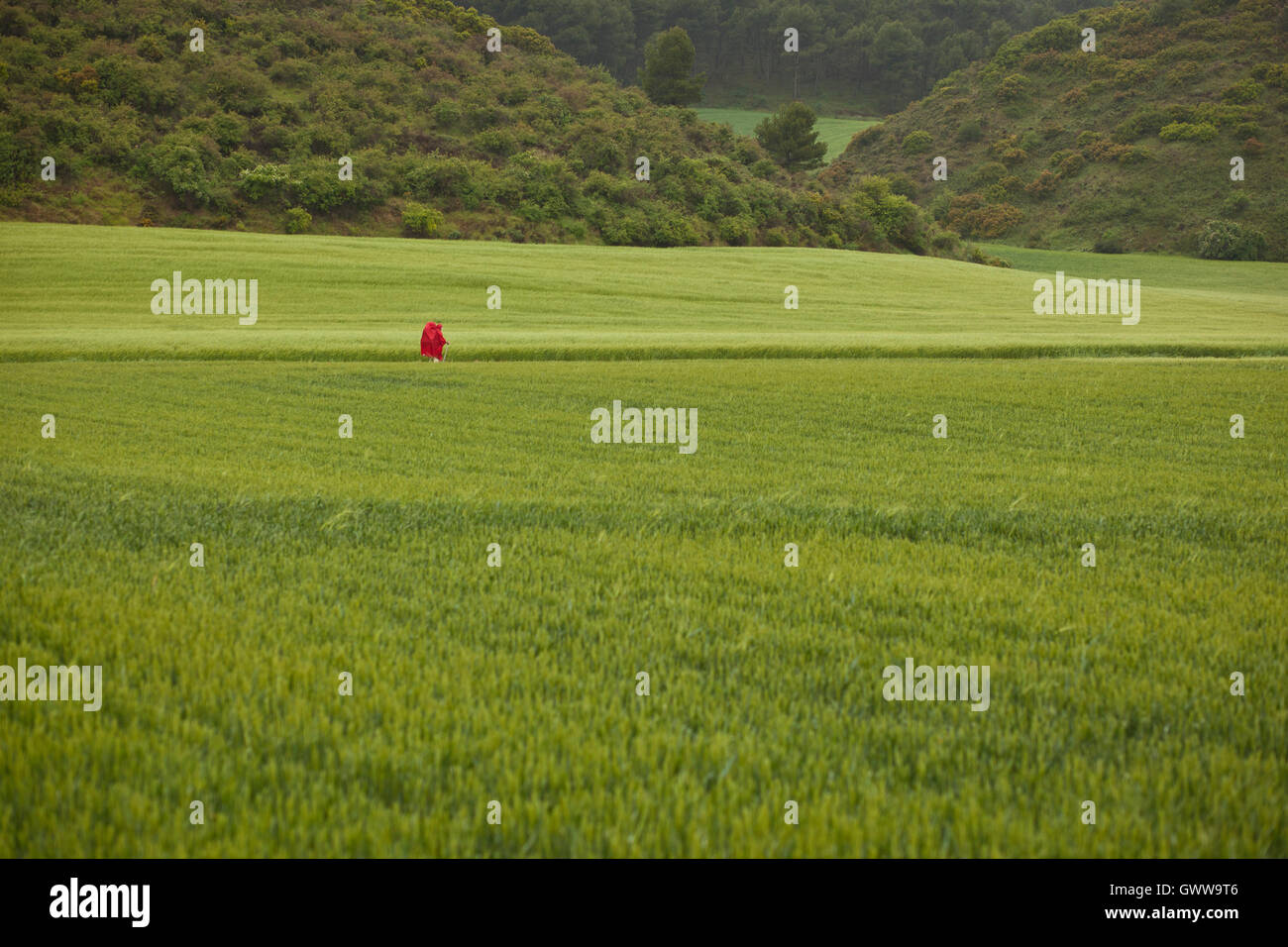 A lone pilgrim walks through a wheat field along the Camino de Santiago ...