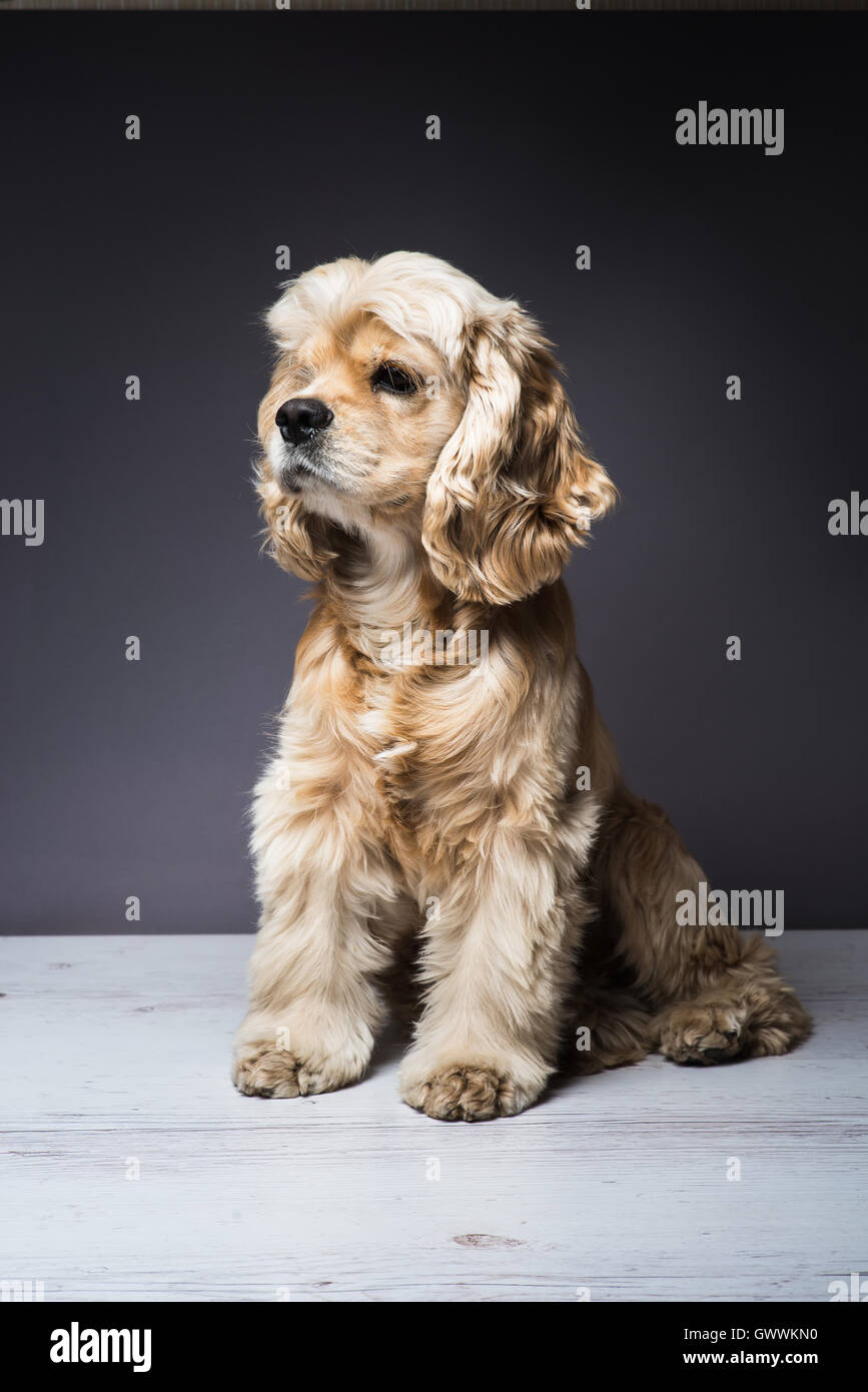 Dog sitting on a white wooden floor. American cocker spaniel sitting ...