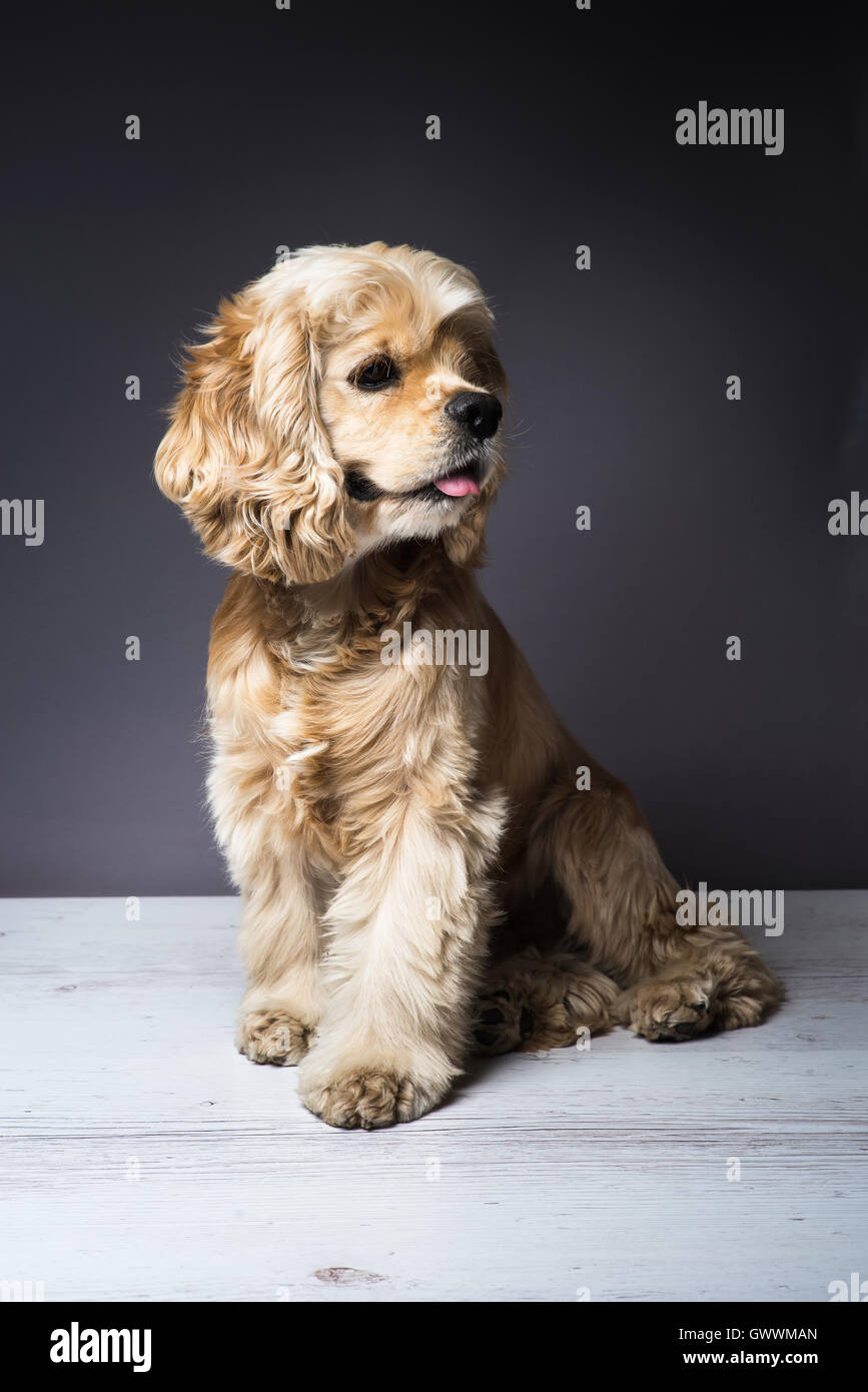 Cocker sp hi-res stock photography and images - Alamy