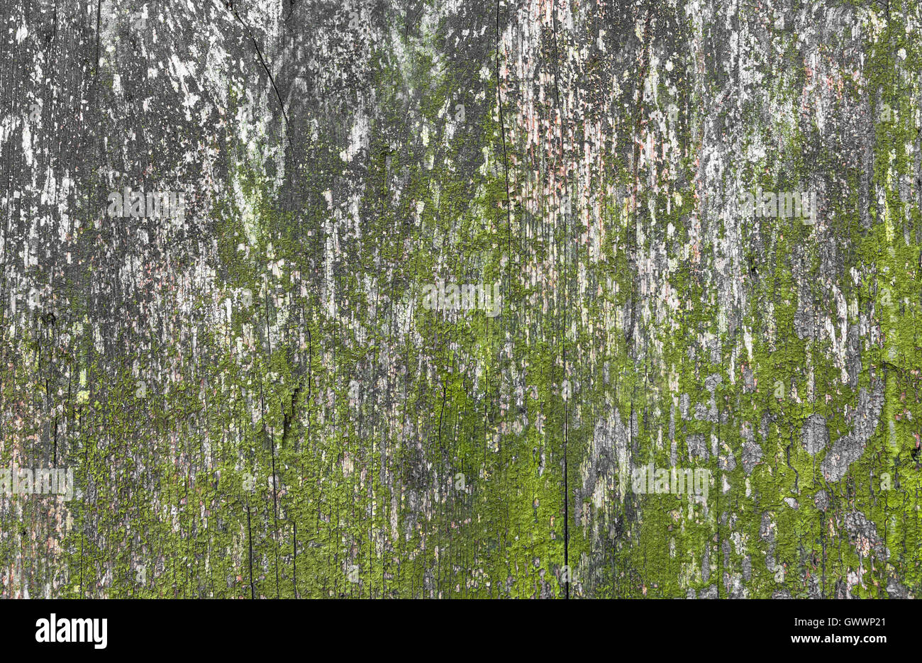 Old moldy wood texture background hi-res stock photography and images ...