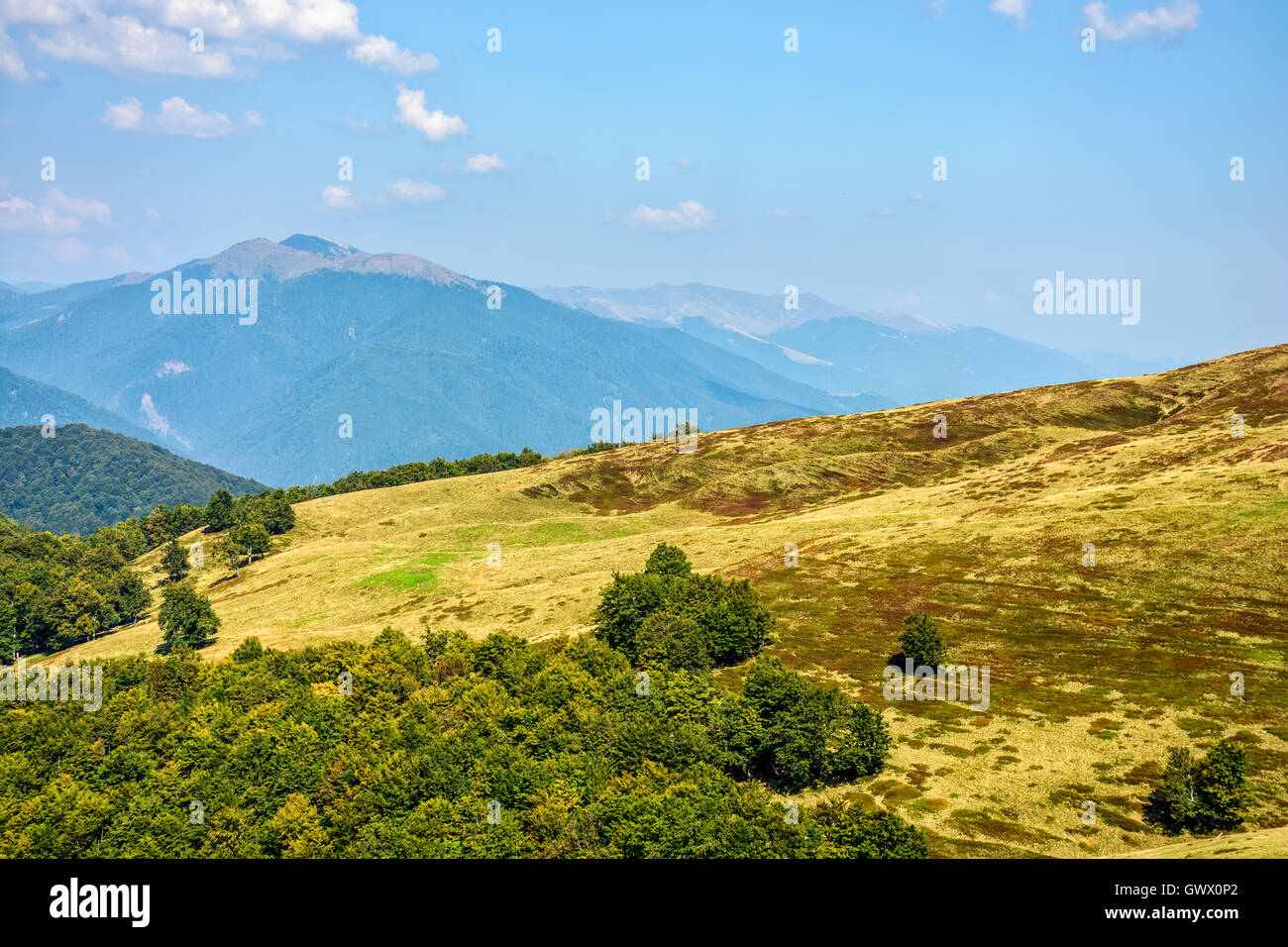 Hillside tree hi-res stock photography and images - Alamy