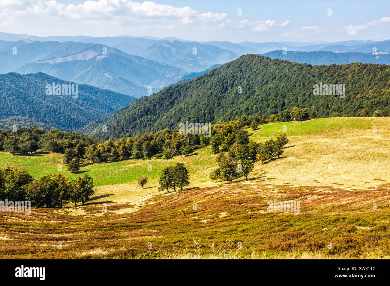 early autumn landscape. Trees around the hill side meadow and a ...