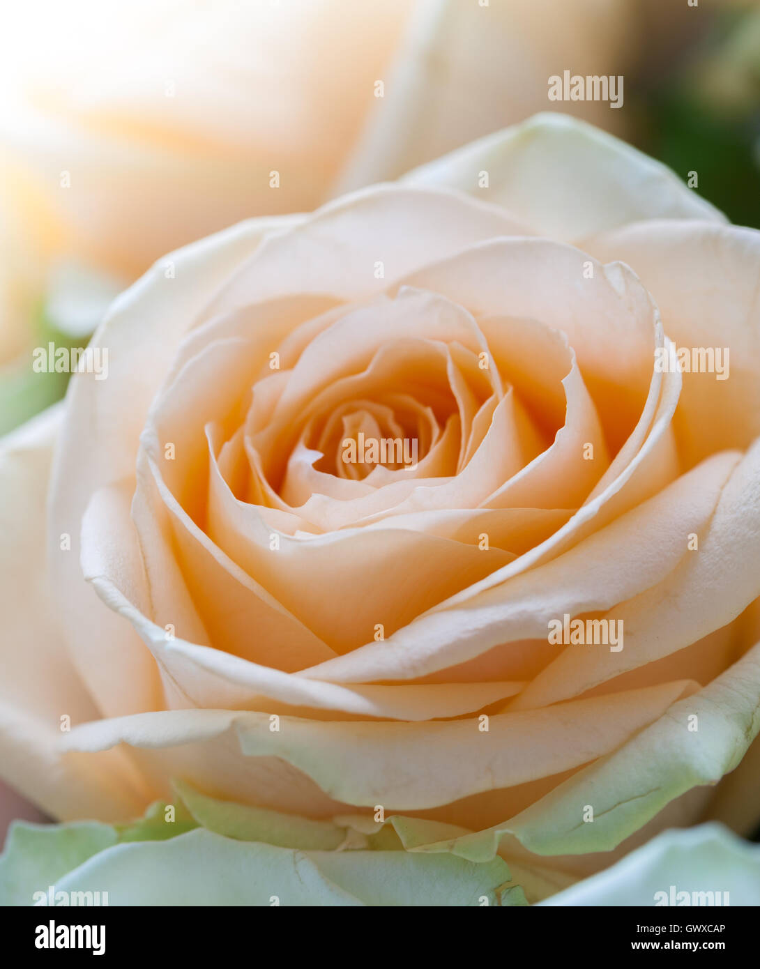 Flower close up shot from above Stock Photo - Alamy