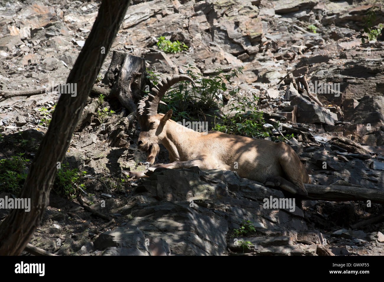 Mountain Ungulates in Prague Zoo which is the fourth largest zoo in the ...