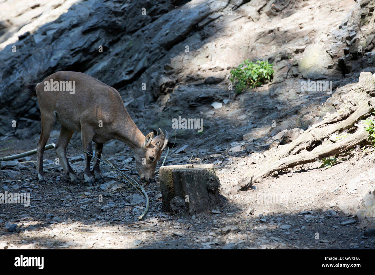 Mountain Ungulates in Prague Zoo which is the fourth largest zoo in the ...