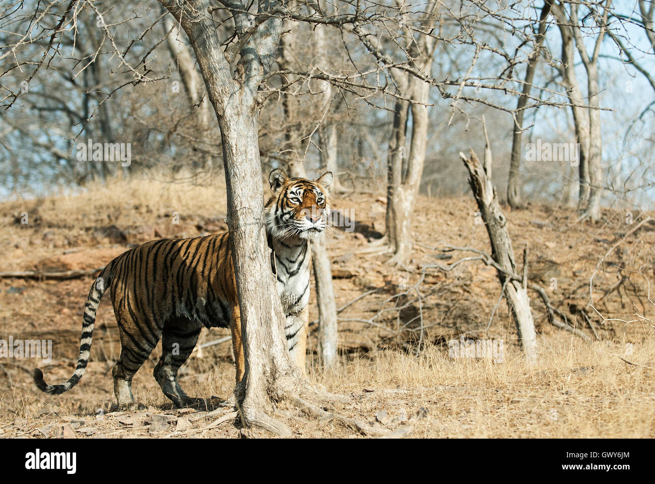 Machli tiger ranthambore hi-res stock photography and images - Alamy