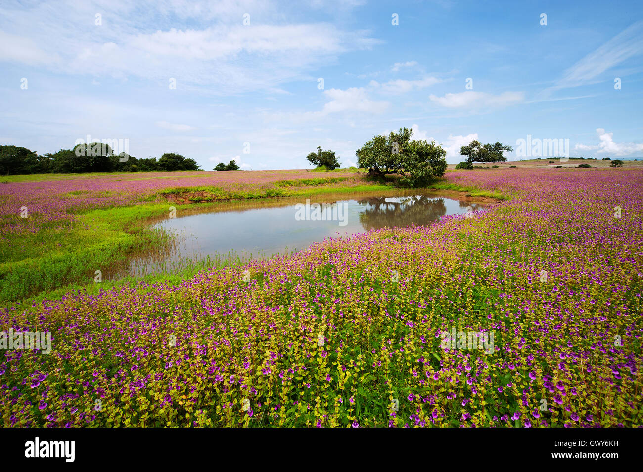 The image of Landscape with flowers in Kaas Plateau, Satara ...