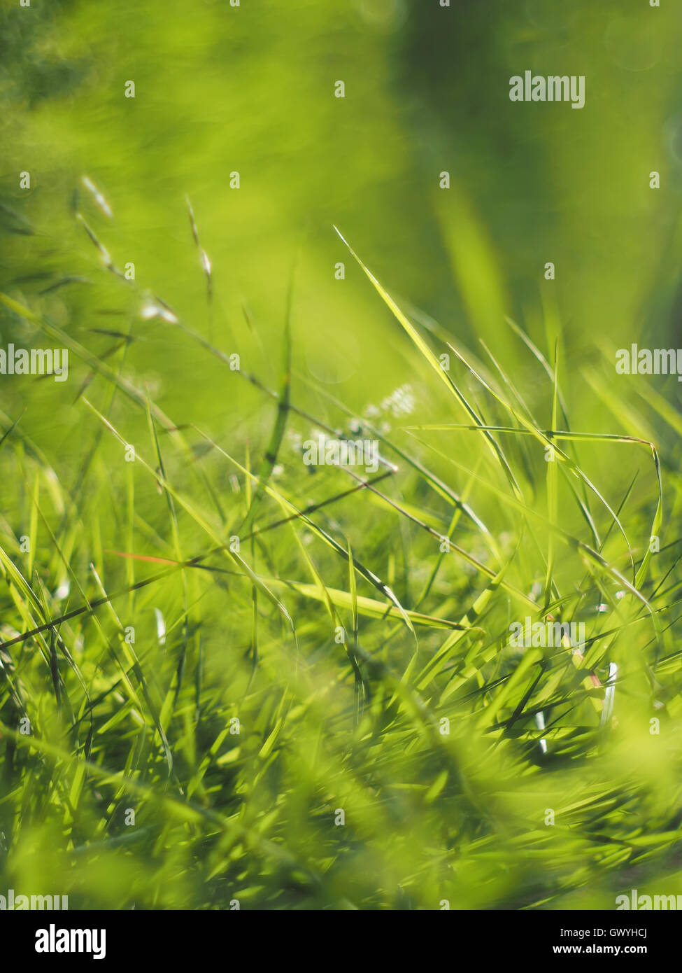 grass in the forest Stock Photo - Alamy