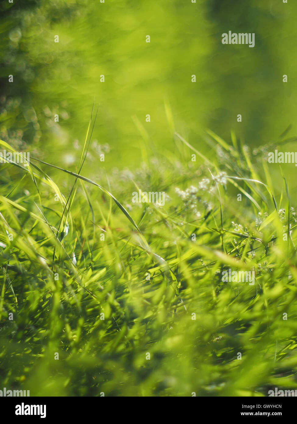 grass in the forest Stock Photo - Alamy