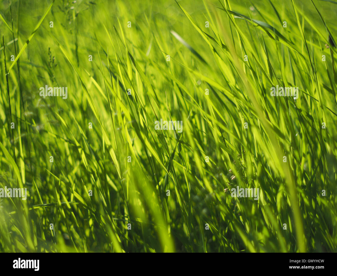 grass in the forest Stock Photo - Alamy