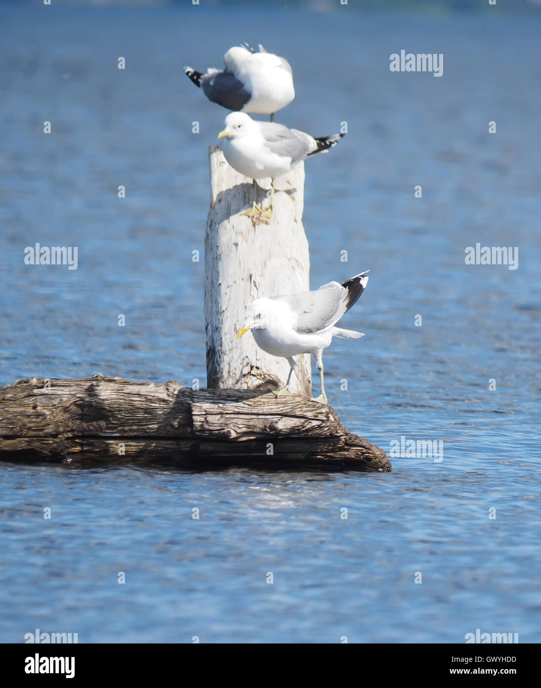 gulls on the lake Stock Photo - Alamy