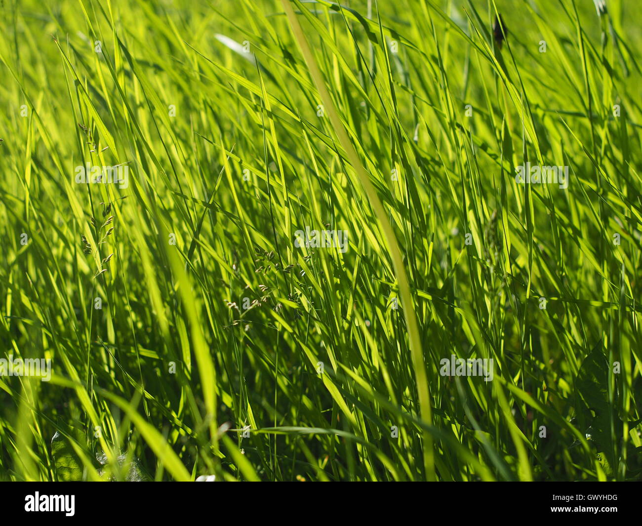 grass in the forest Stock Photo - Alamy