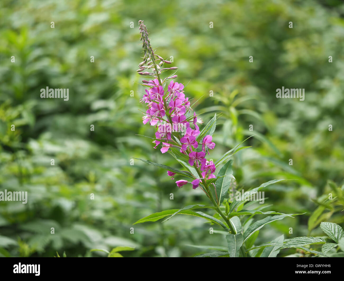 fireweed in the forest Stock Photo - Alamy