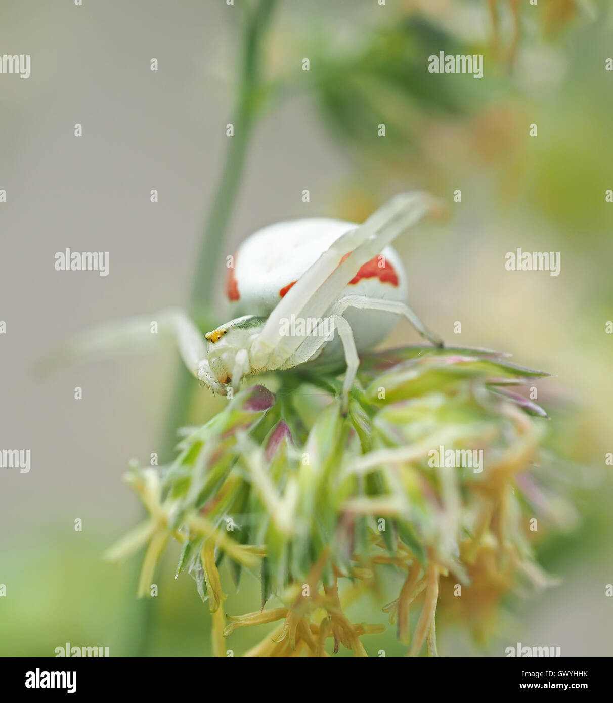 white spider in the forest Stock Photo - Alamy